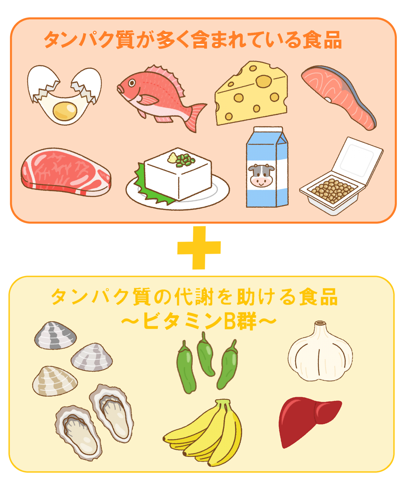タンパク質の働き、摂取のタイミングとは – MCATE-エムケート